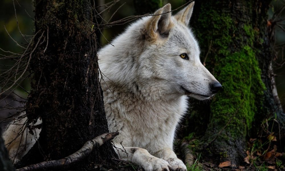 Statement Janssen-Kucz zu Wolfsrissen in der Region - LeserEcho Leer